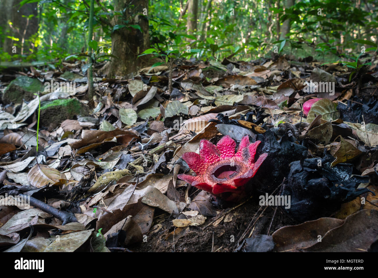 Sapria himalayana rafflesia hi-res stock photography and images - Alamy