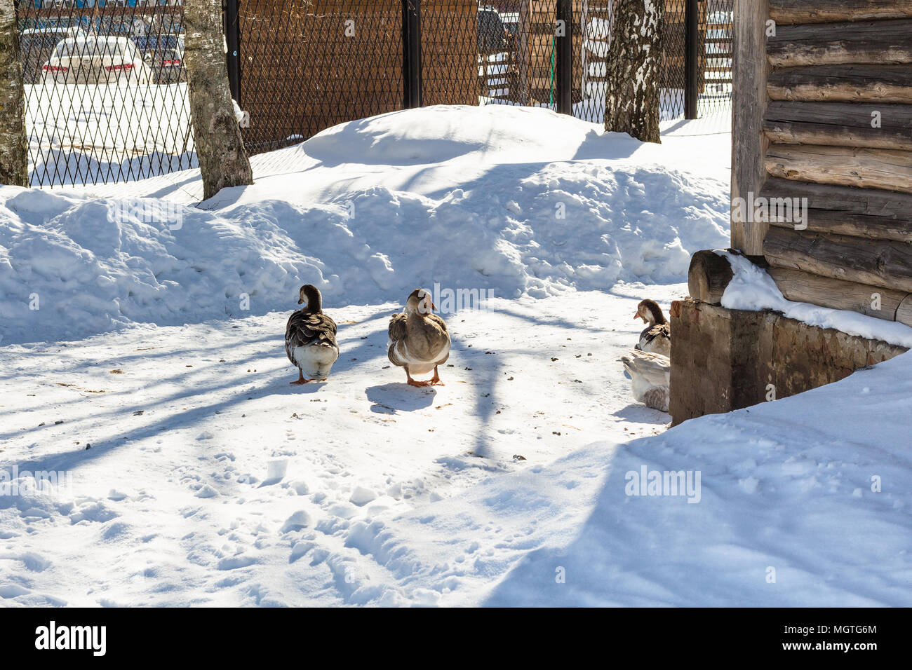 Domestic ducks in russian village hi-res stock photography and images ...