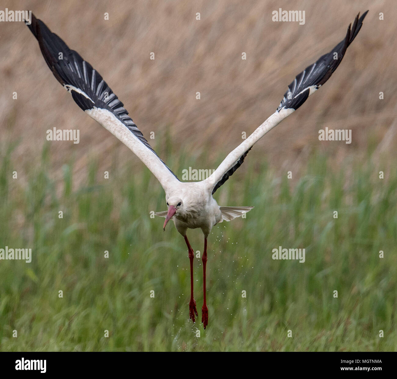 28 April 2018, Berkach, Germany: A white stork takes off in the ...