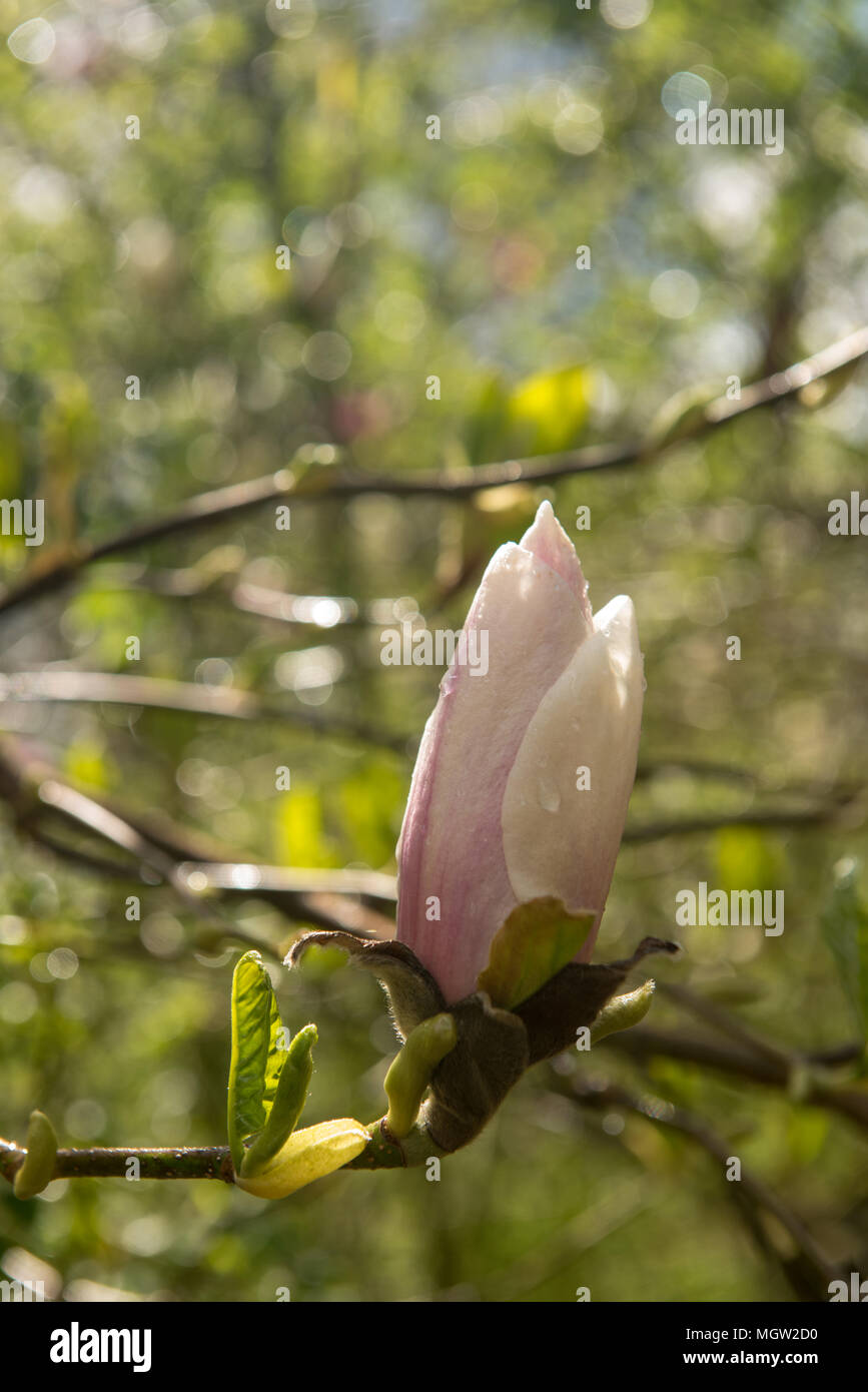 A magnolia bud begins to bloom in early spring sunlight, surrounded by ...