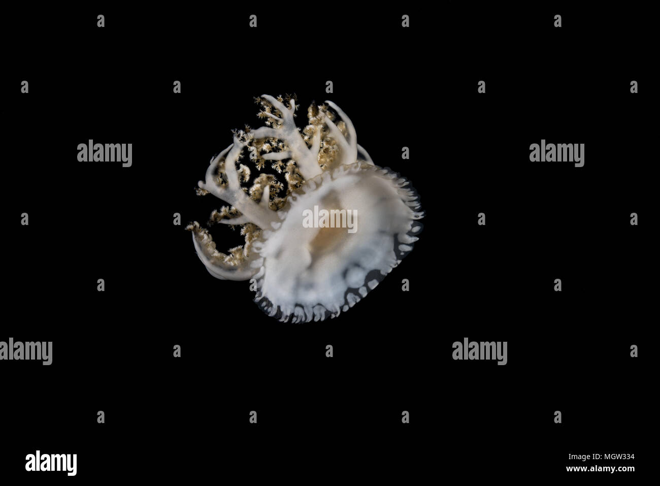 Upside Down Jellyfish (Cassiopea andromeda) in the night Stock Photo ...