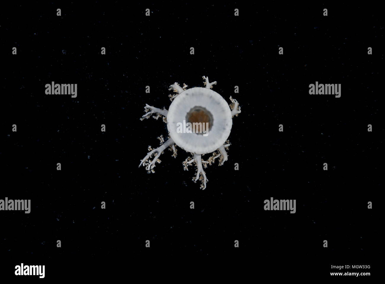 Upside Down Jellyfish (Cassiopea andromeda) in the night Stock Photo ...