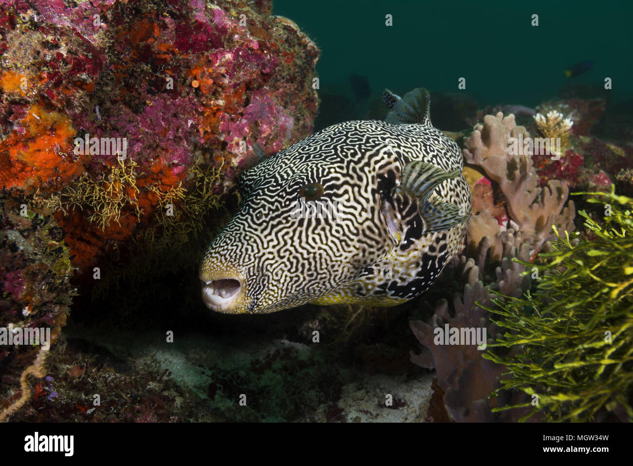 Map Puffer (Arothron mappa Stock Photo - Alamy