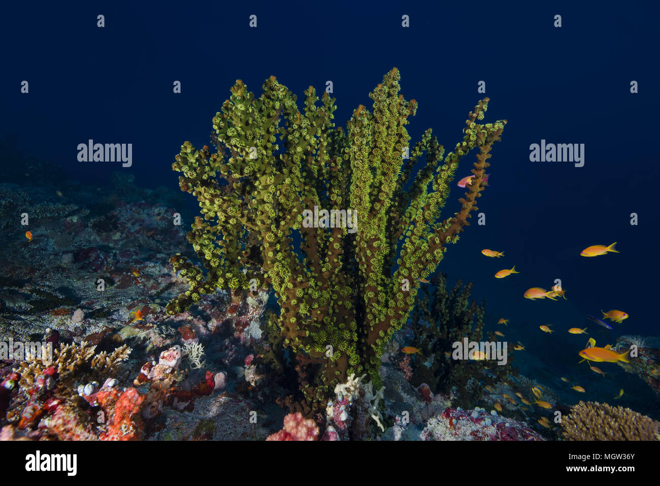 Black Sun Coral (Tubastraea micranthus Stock Photo - Alamy