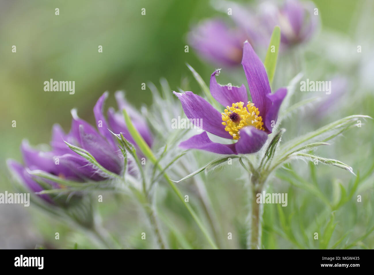 Welsh flower hi-res stock photography and images - Alamy