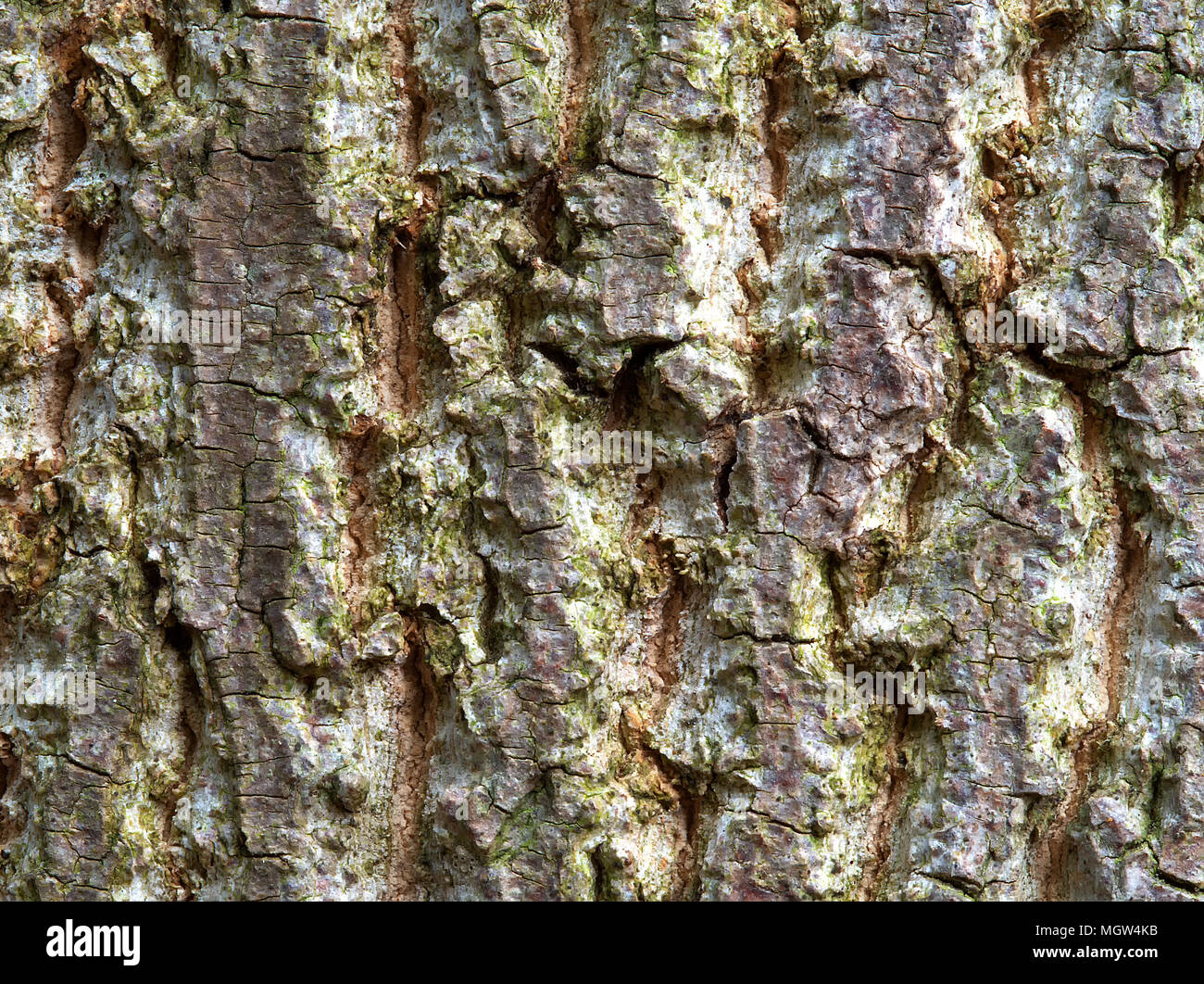 A tree trunk close up showing rough detail Stock Photo - Alamy