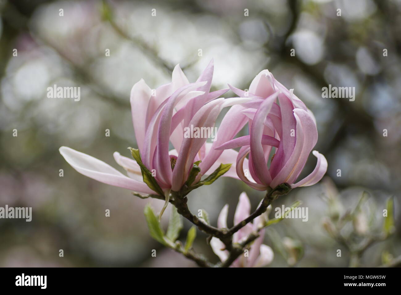 Ricki hi-res stock photography and images - Alamy