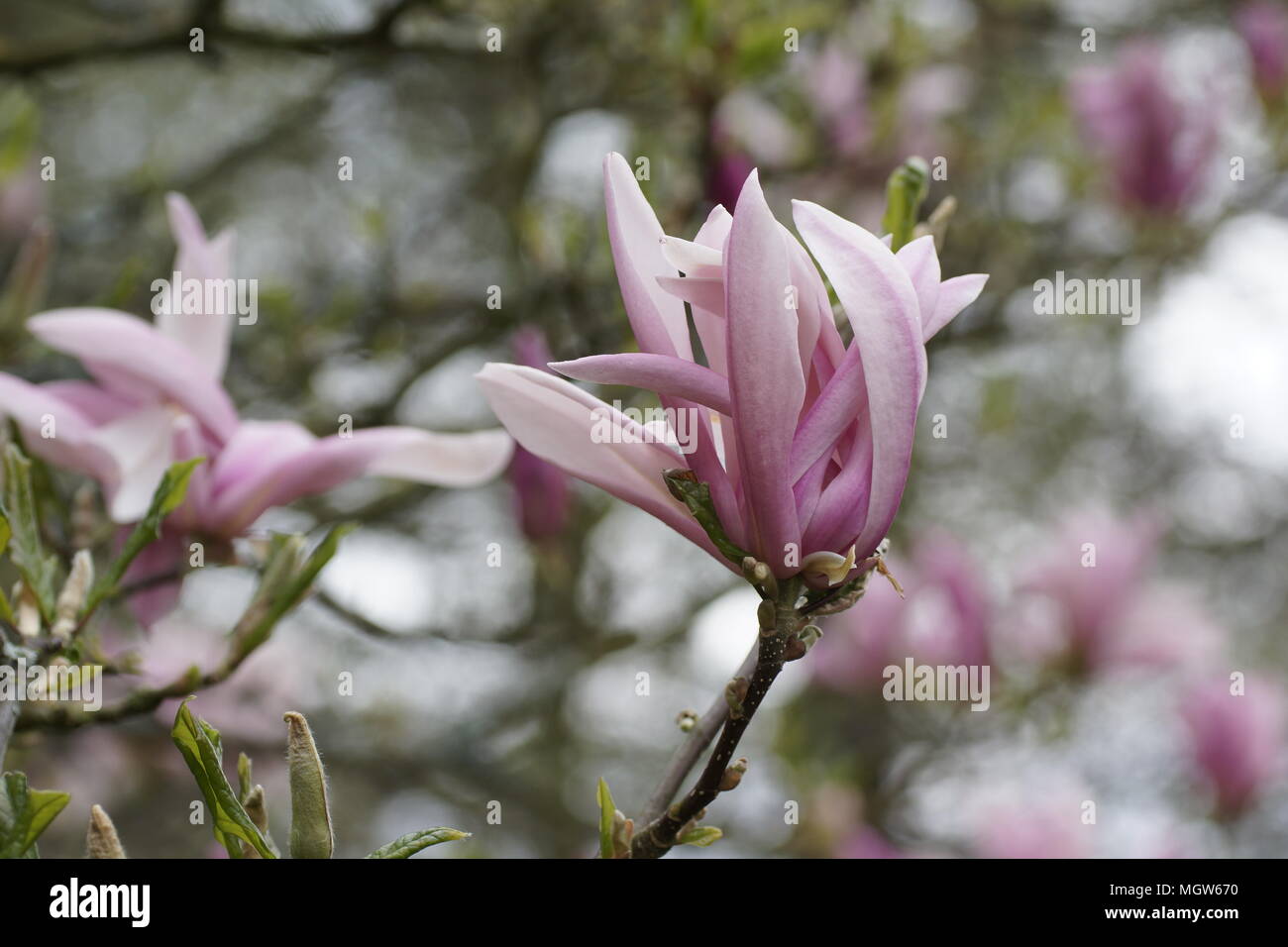 Ricki hi-res stock photography and images - Alamy