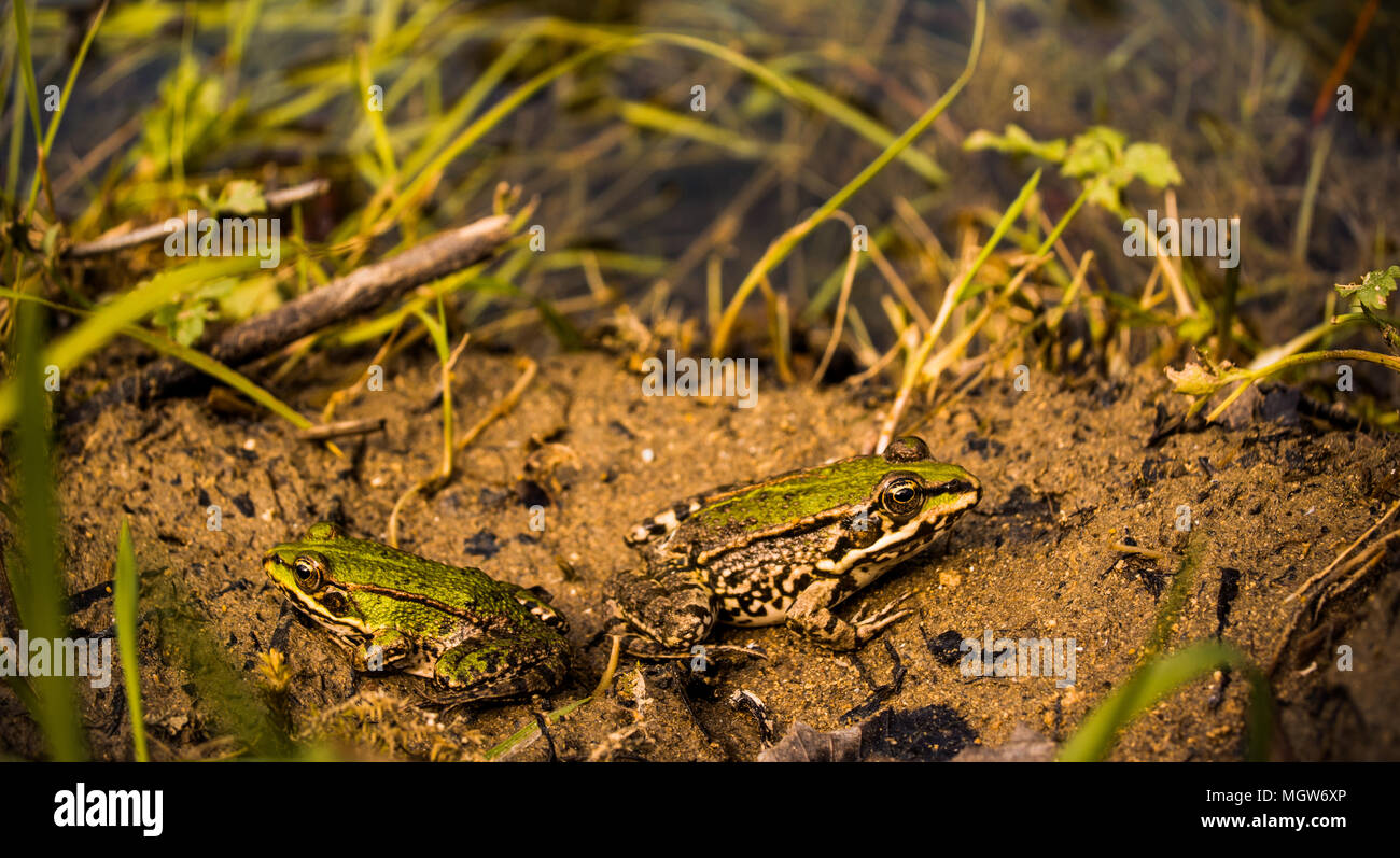 Green river frogs Stock Photo - Alamy