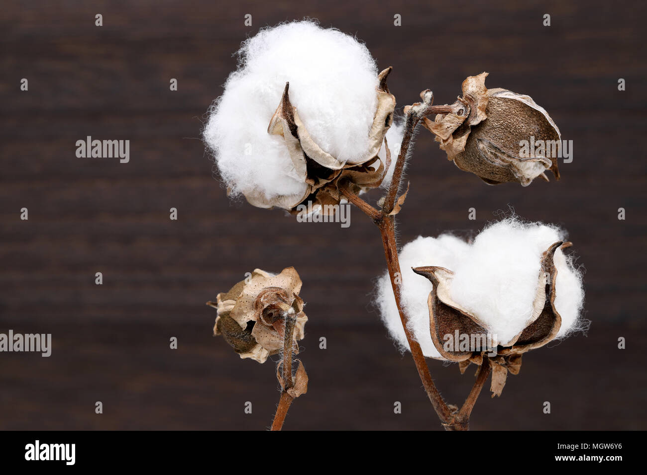 The cotton plant hi-res stock photography and images - Alamy