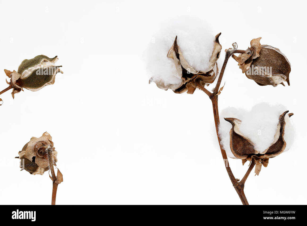 Botany of cotton plant hi-res stock photography and images - Alamy