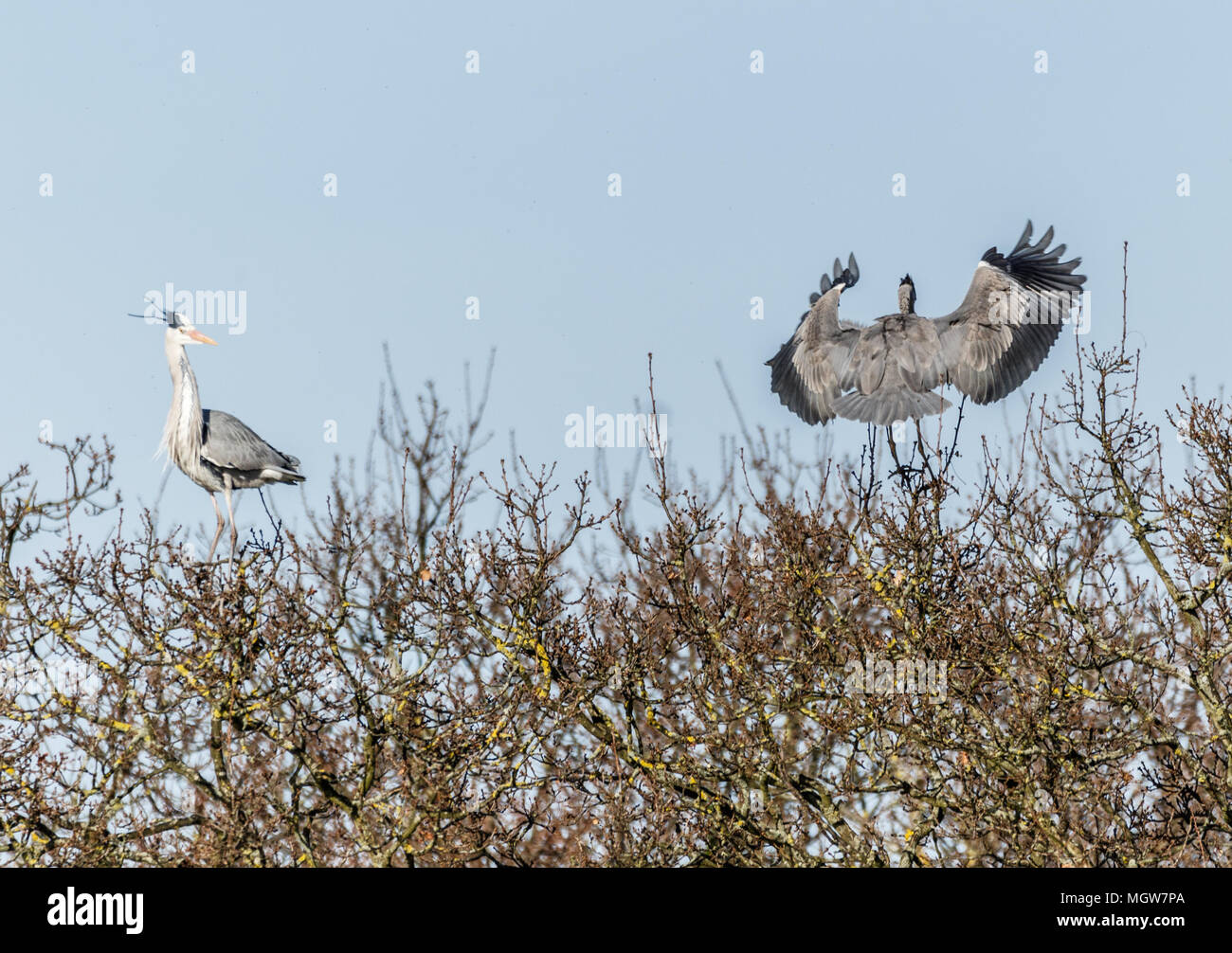 Leybourne kent hi-res stock photography and images - Alamy