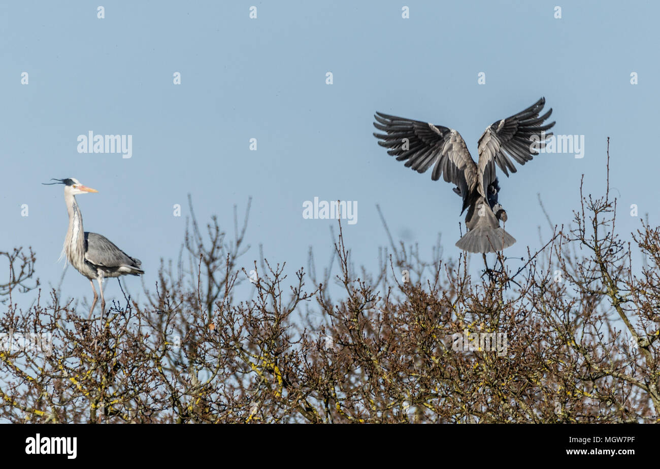 Leybourne kent hi-res stock photography and images - Alamy