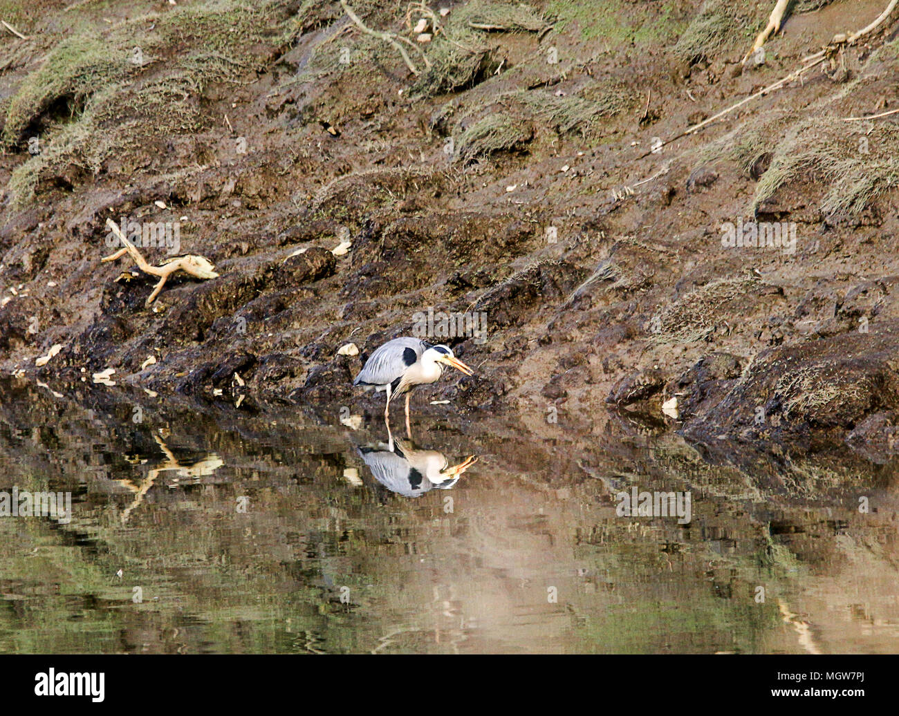 Leybourne kent hi-res stock photography and images - Alamy