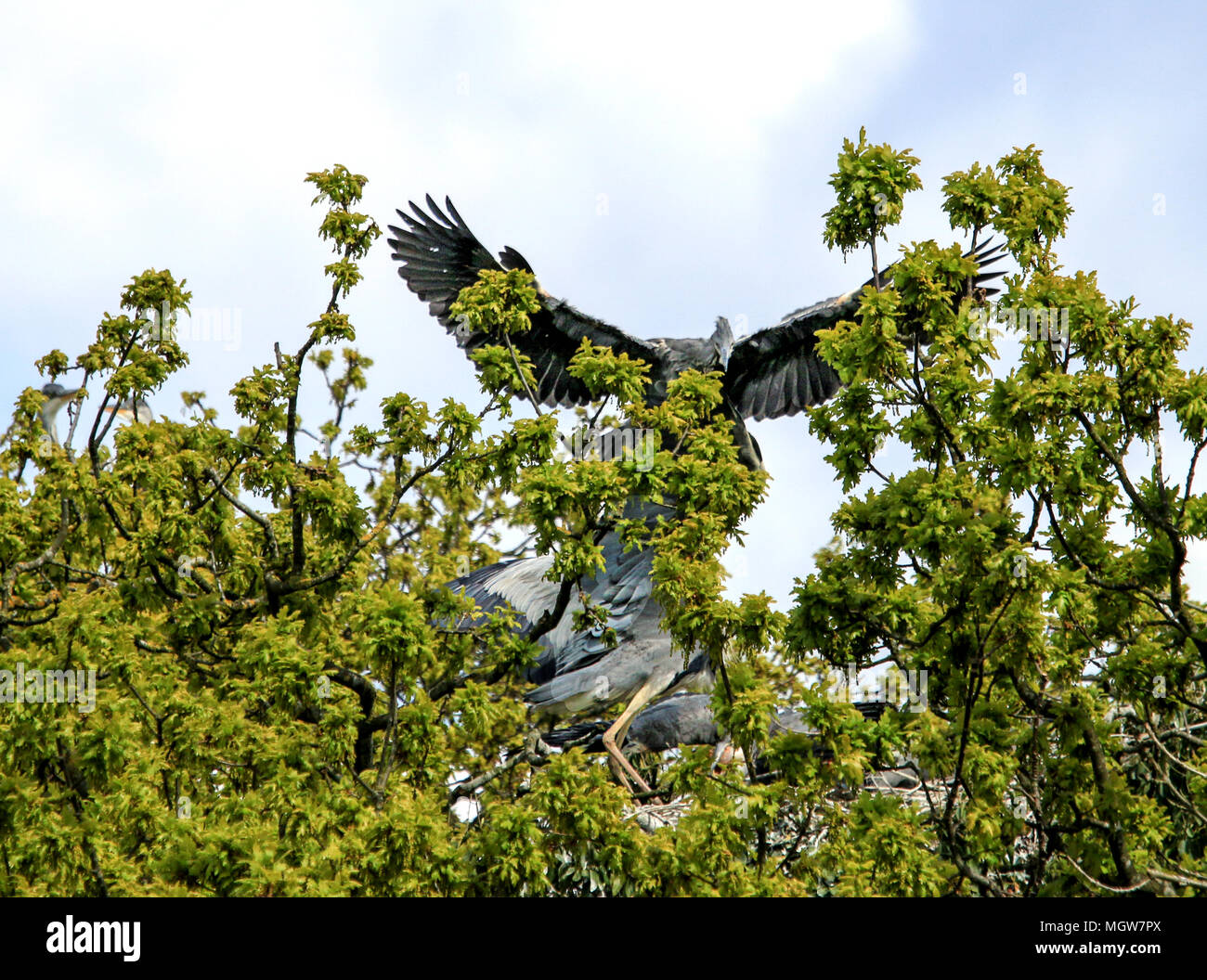 Leybourne kent hi-res stock photography and images - Alamy