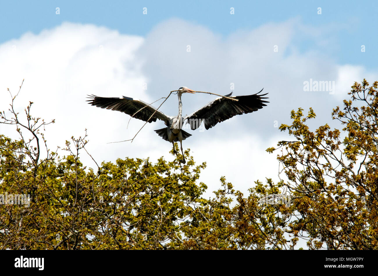 Leybourne kent hi-res stock photography and images - Alamy