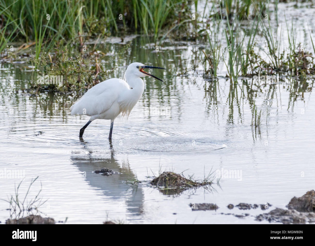 Northward Nature Reserve Stock Photo - Alamy