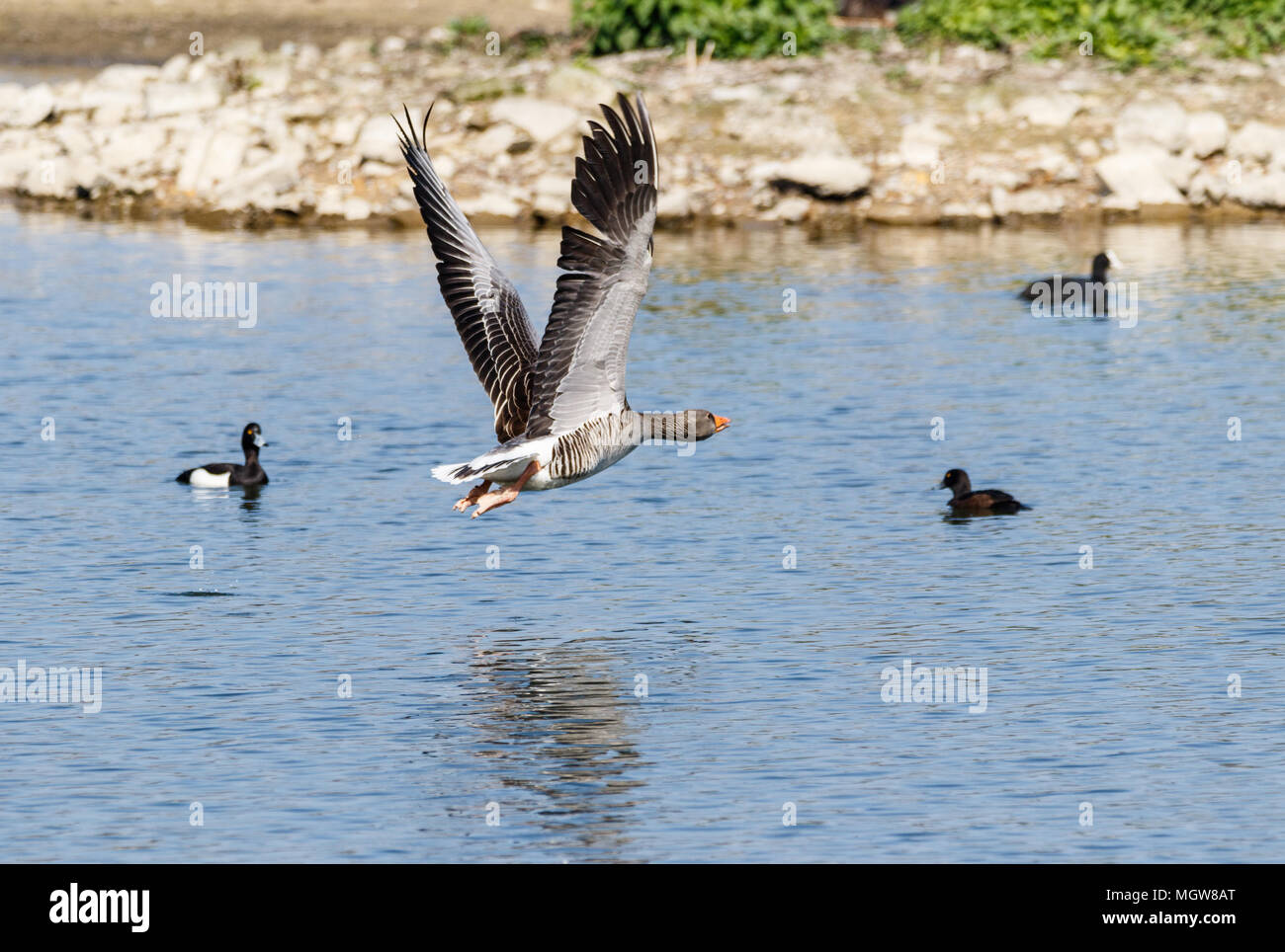 Sevenoaks Wildlife Reserve Stock Photo - Alamy
