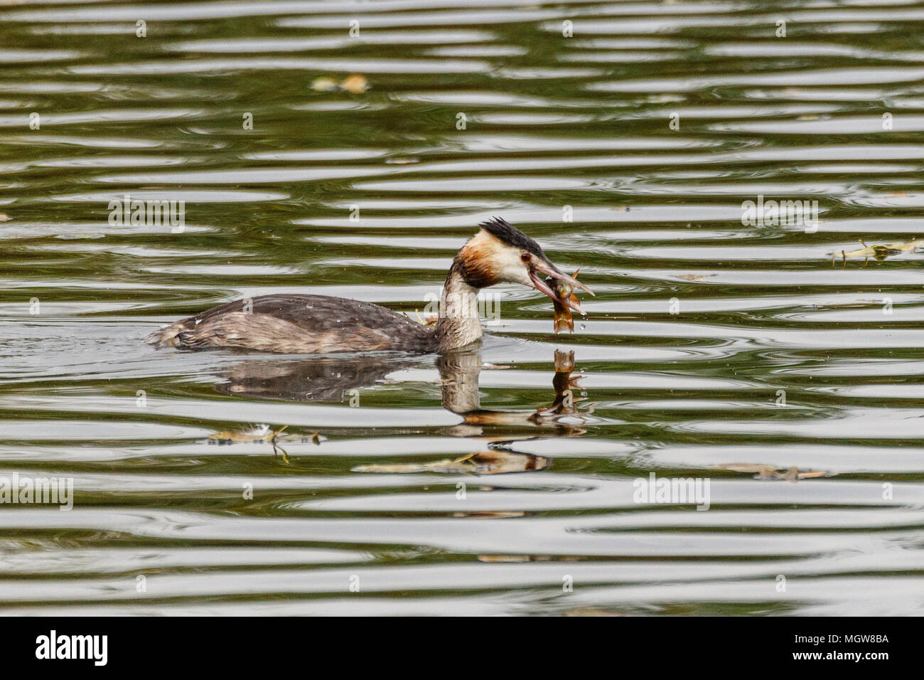 Sevenoaks Wildlife Reserve Stock Photo - Alamy