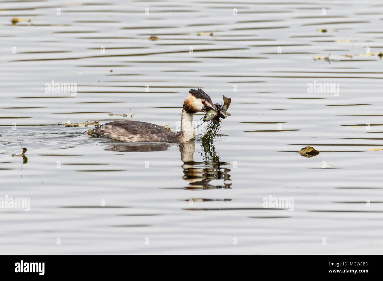 Sevenoaks Wildlife Reserve Stock Photo - Alamy