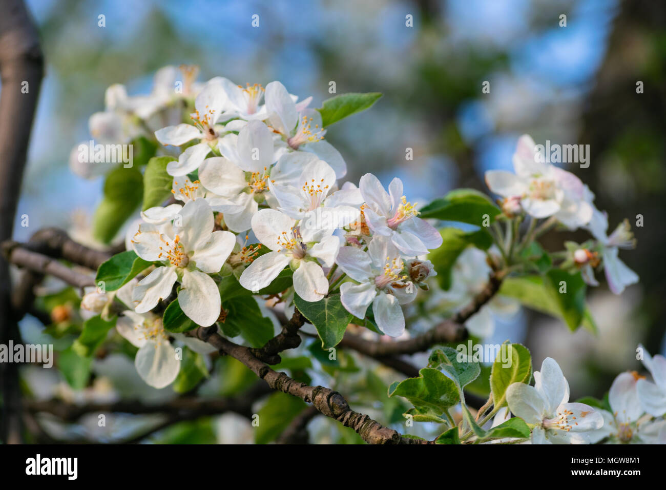 Blossoming apple tree Stock Photo - Alamy