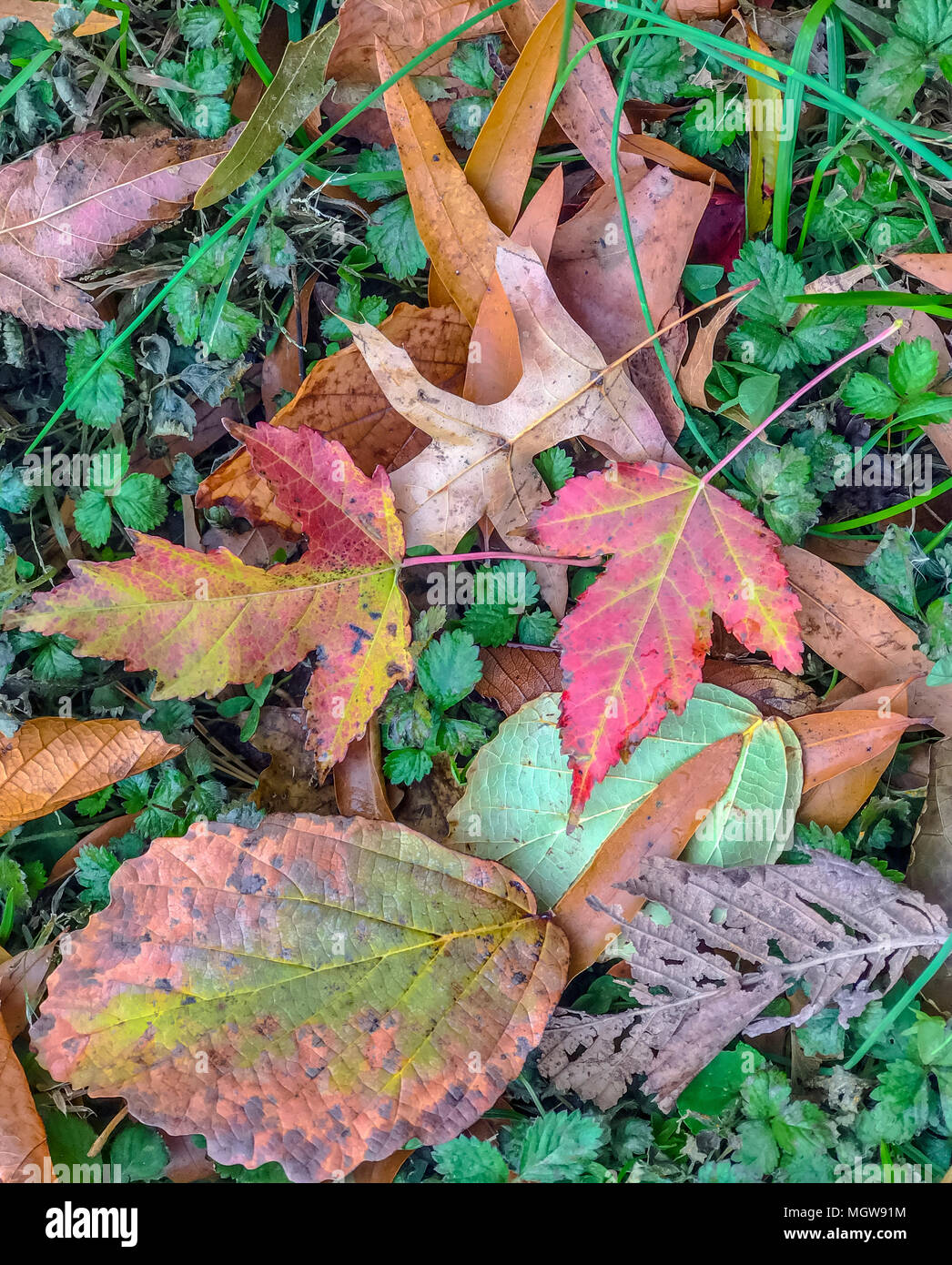 Autumn in the forest, Northeast United States Stock Photo - Alamy