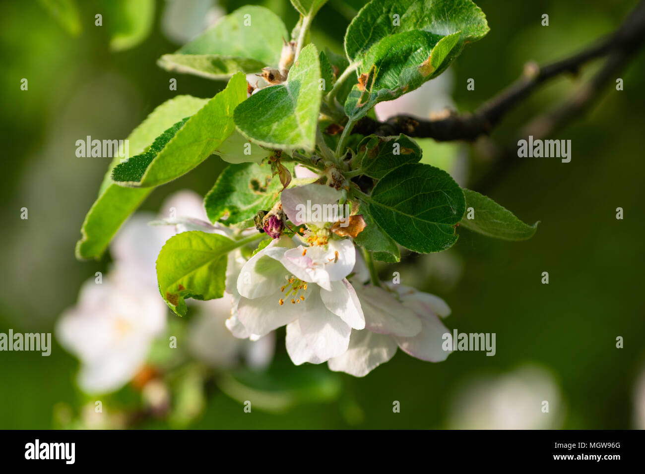 Blossoming apple tree Stock Photo - Alamy