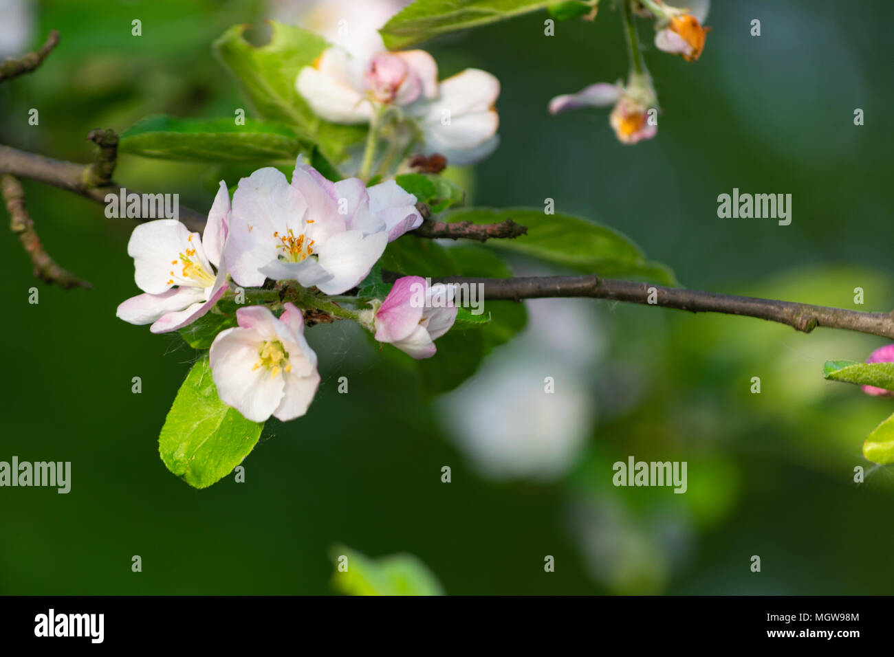 Blossoming apple tree Stock Photo - Alamy