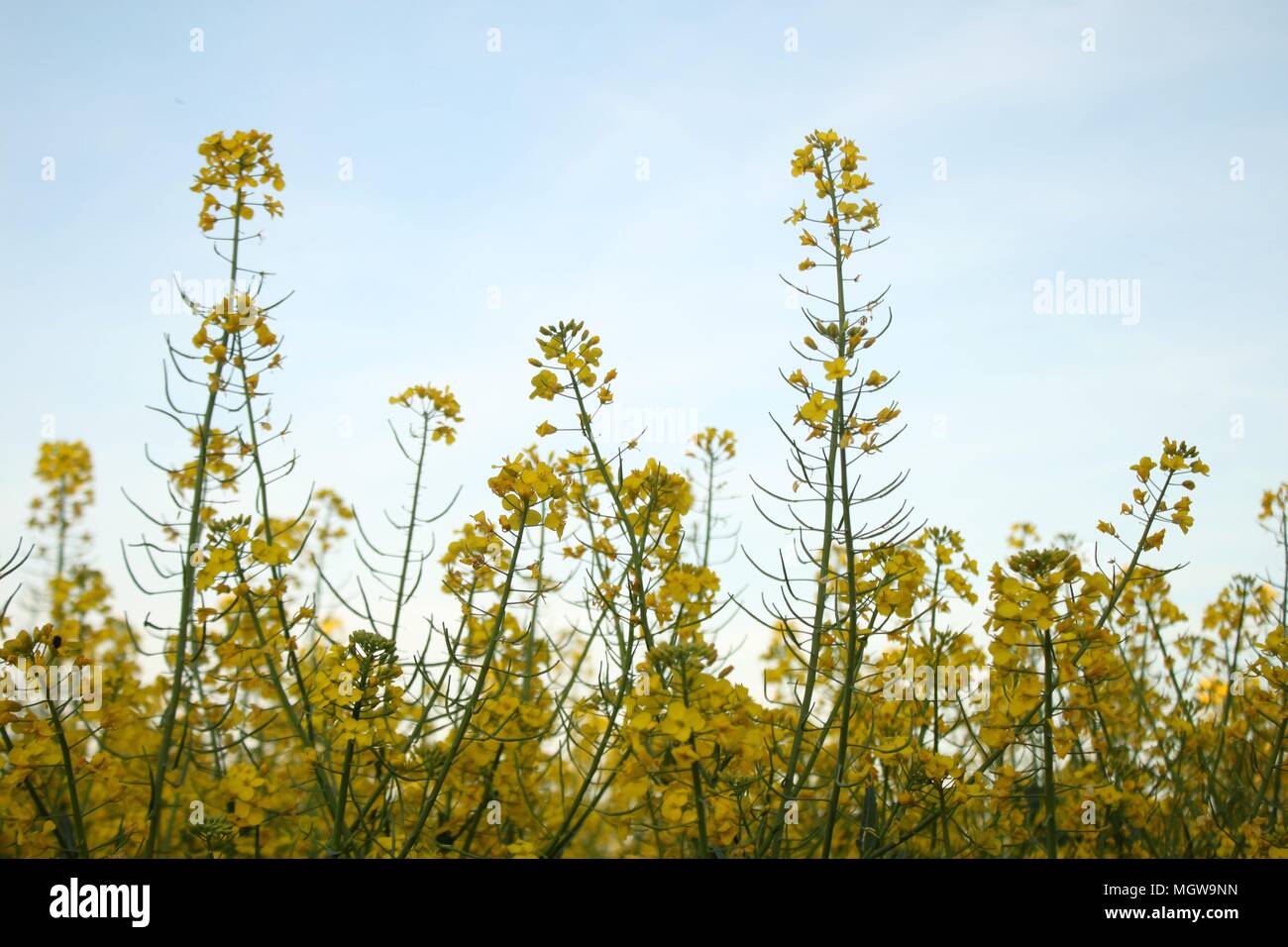 Rapeseed plants in field Stock Photo - Alamy