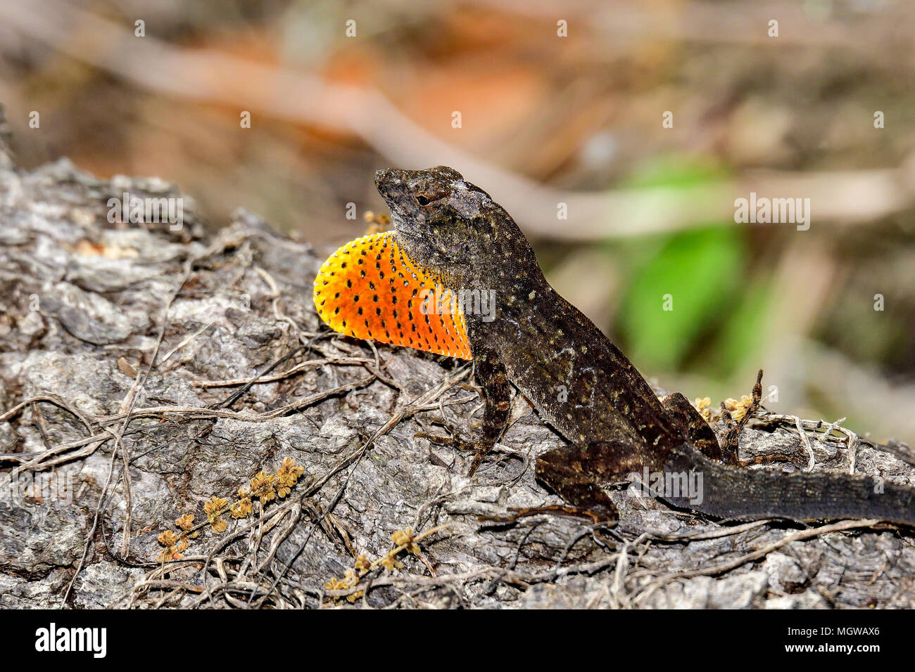 Brown anole lizard florida hi-res stock photography and images - Alamy