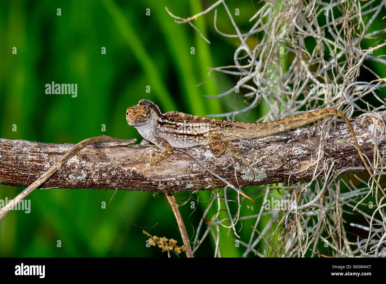 Brown anole lizard hi-res stock photography and images - Alamy