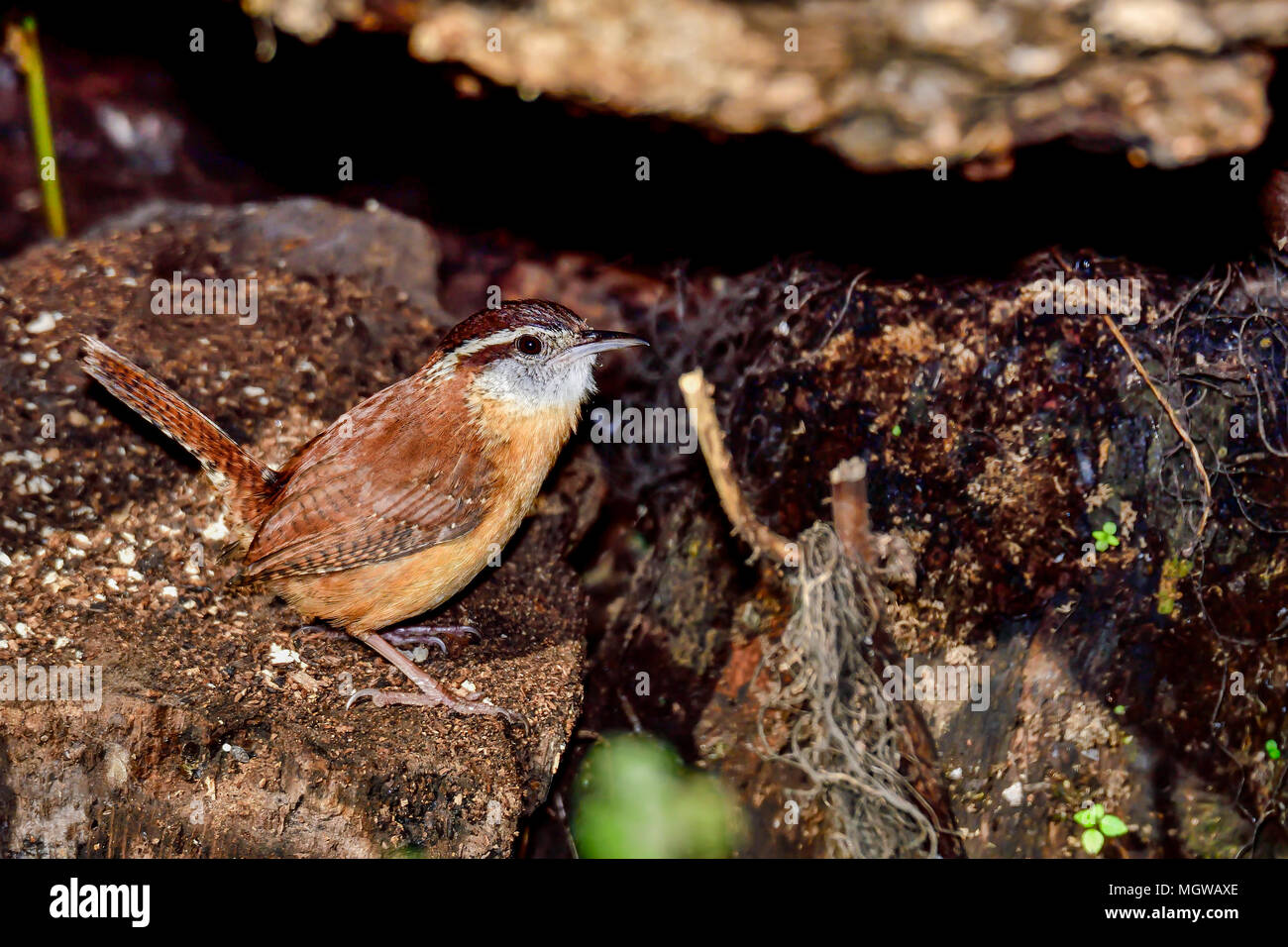 Carolina wren portrait hi-res stock photography and images - Alamy