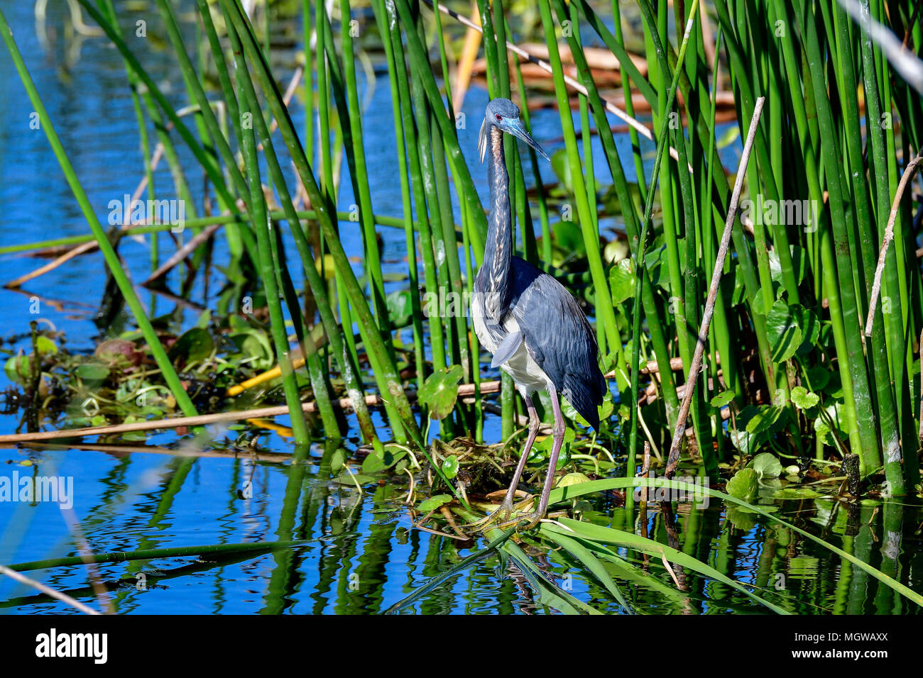Animal thinking hi-res stock photography and images - Alamy