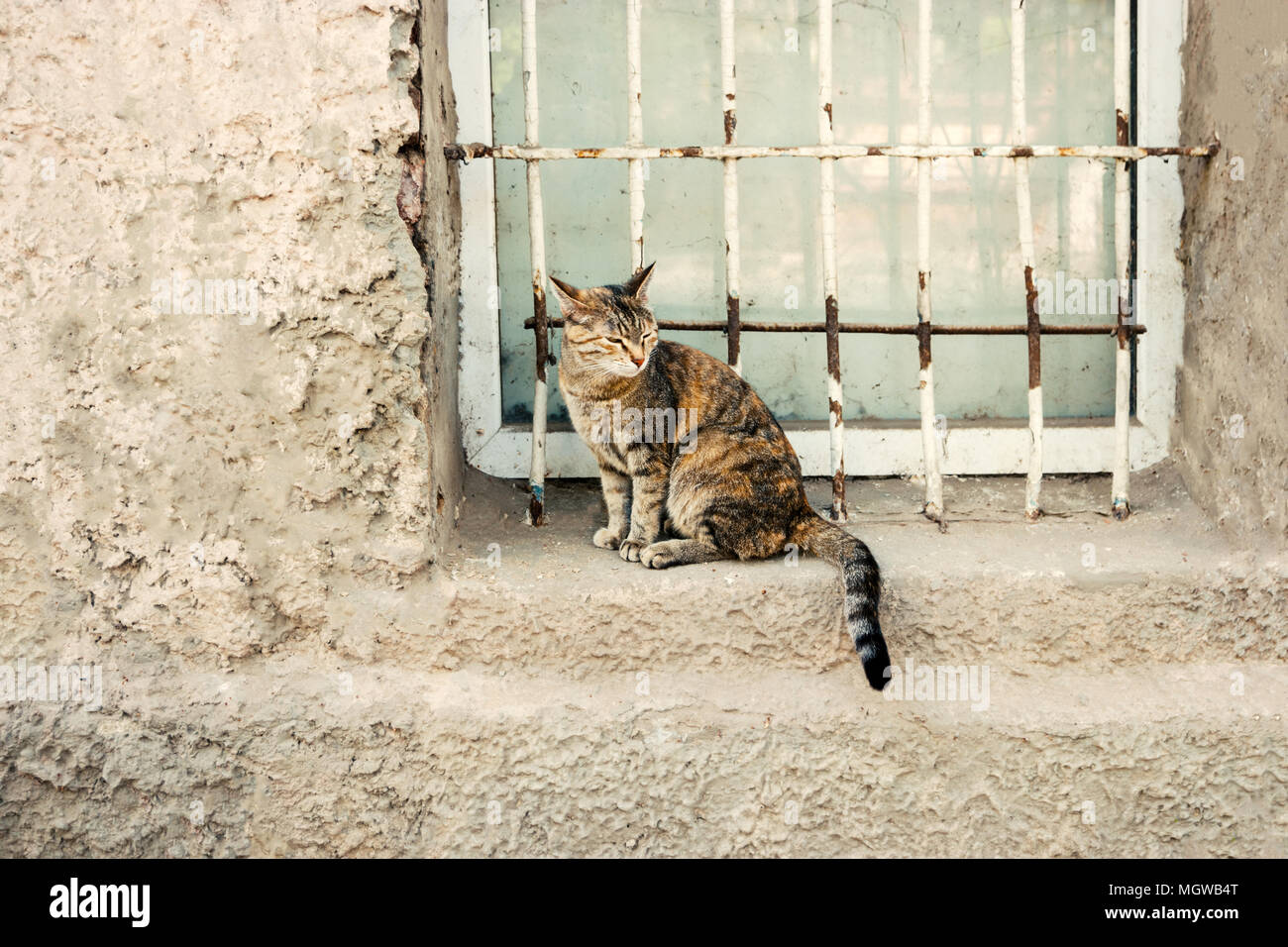 Calico cat sitting on sill of gridded window Stock Photo - Alamy