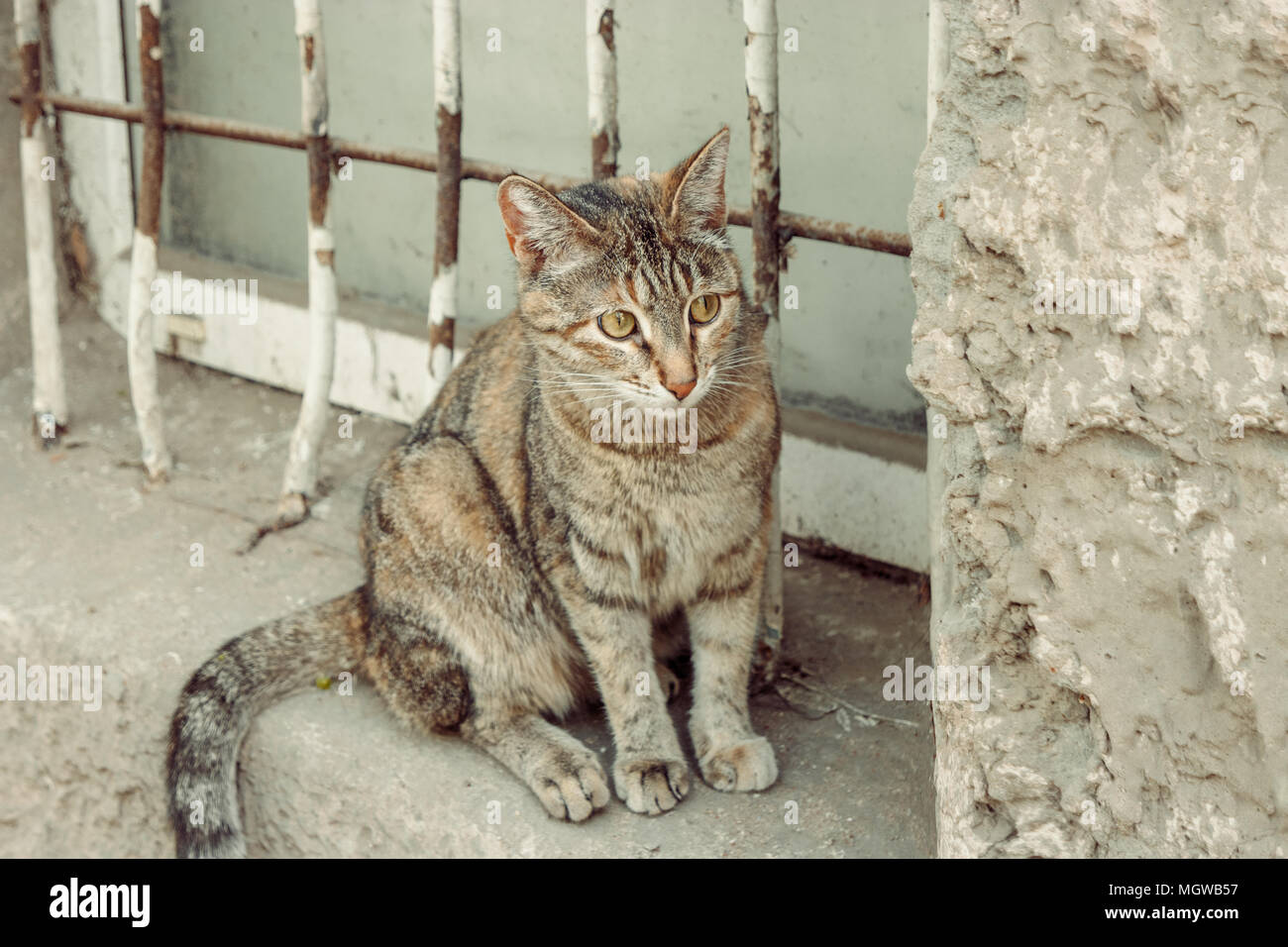 Calico cat on old windowsill with anti-vandal grid Stock Photo - Alamy