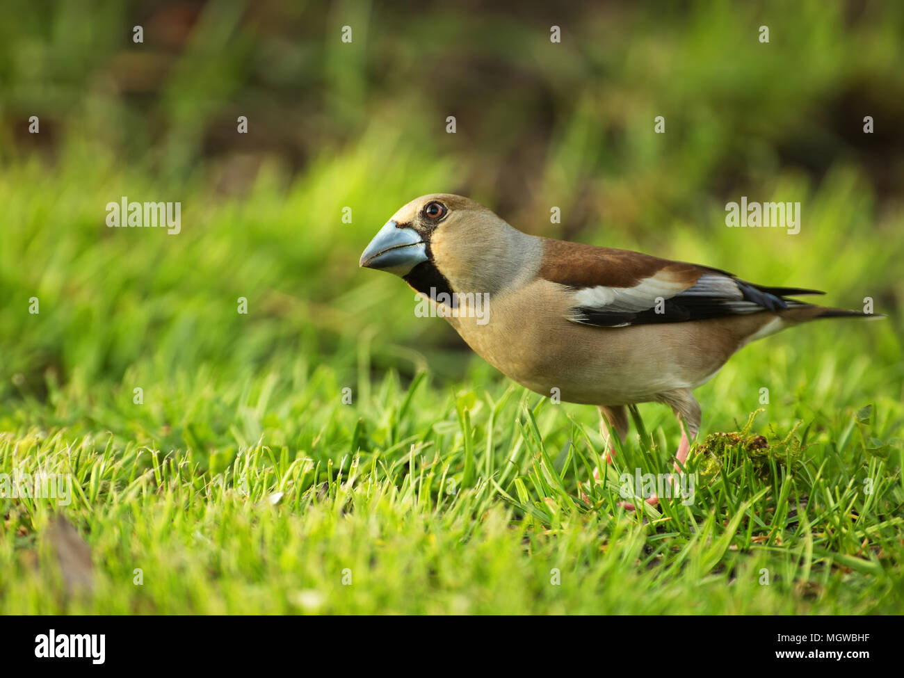 Male and female hawfinch hi-res stock photography and images - Alamy