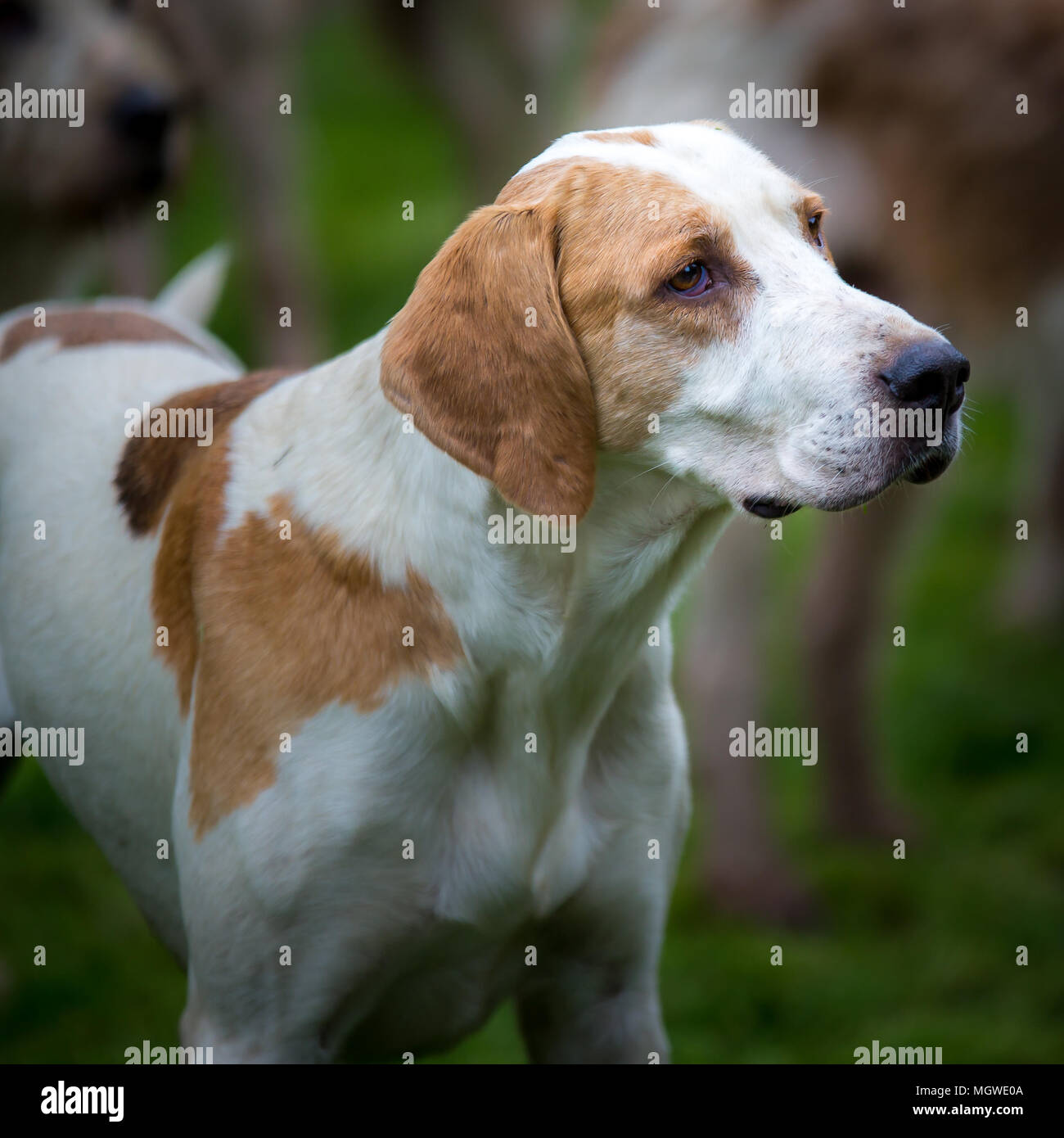 Fox hunt woman hi-res stock photography and images - Alamy