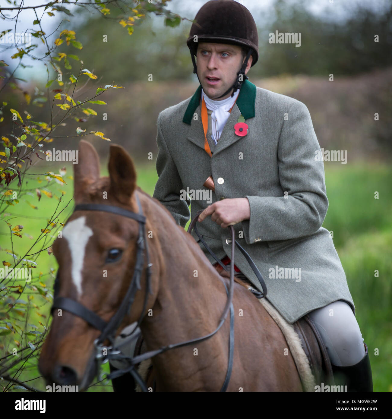 Rising trot hi-res stock photography and images - Alamy