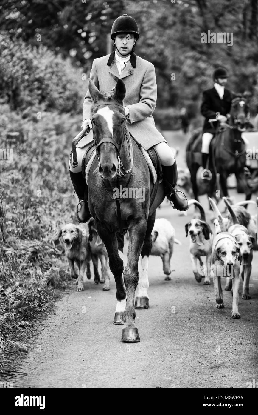 Welsh fox hounds Black and White Stock Photos & Images - Alamy