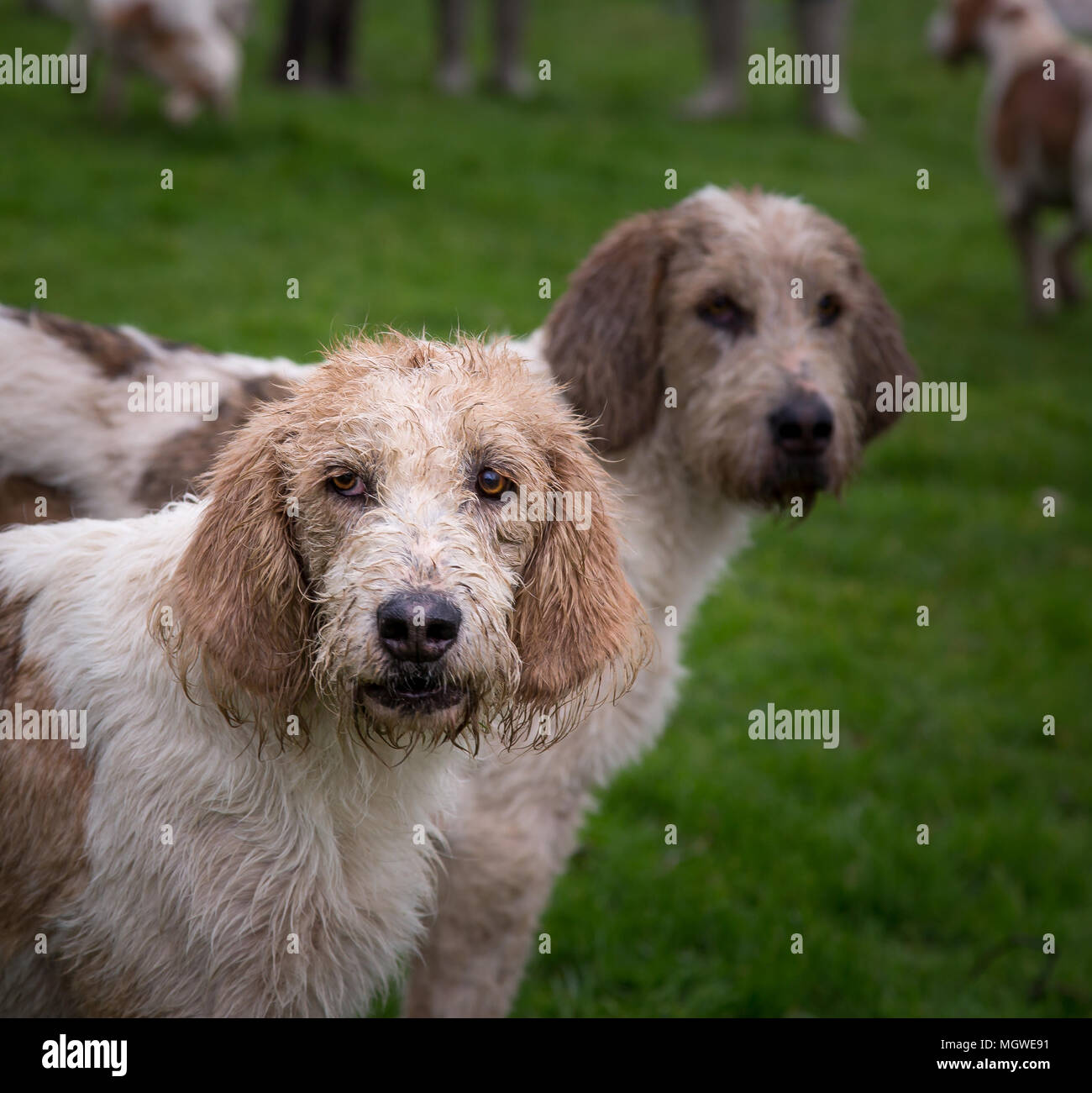 Welsh hounds hi-res stock photography and images - Alamy