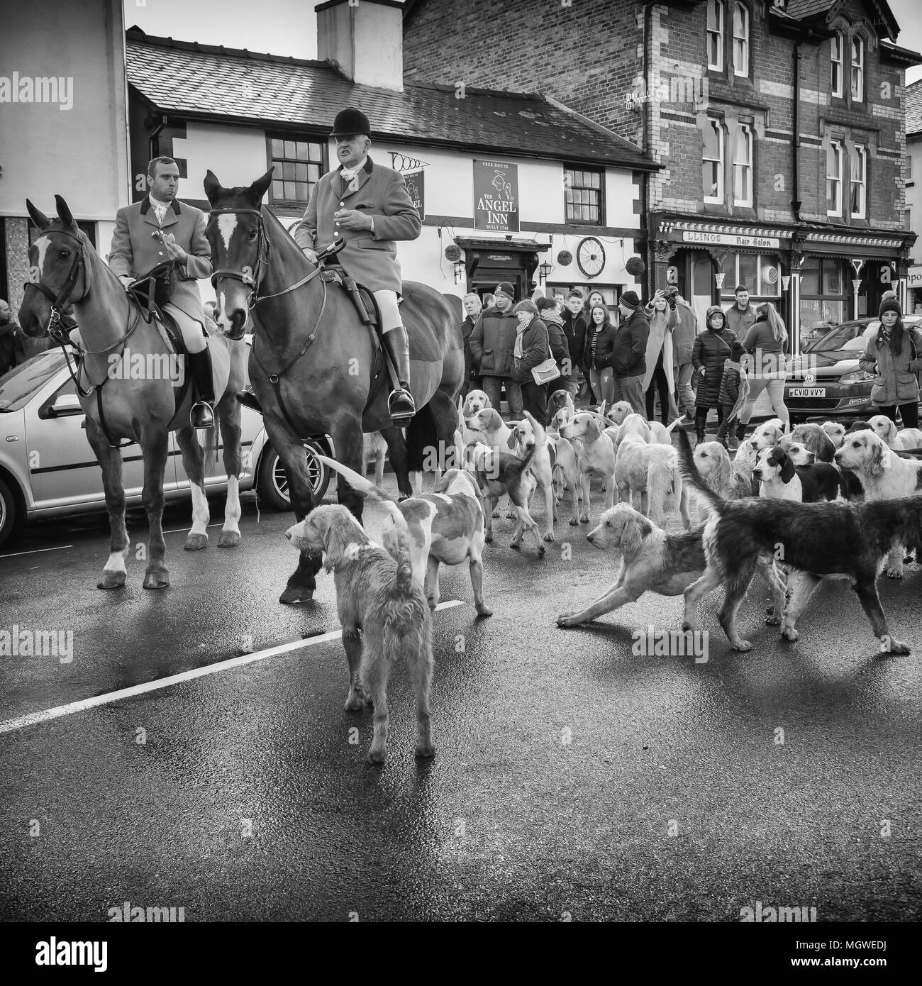 Welsh fox hounds Black and White Stock Photos & Images - Alamy