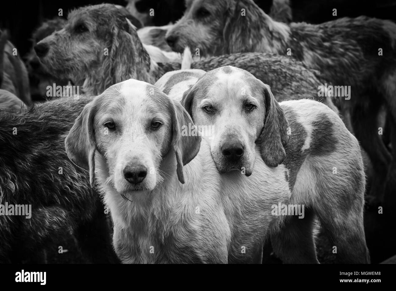 Welsh fox hounds Black and White Stock Photos & Images - Alamy
