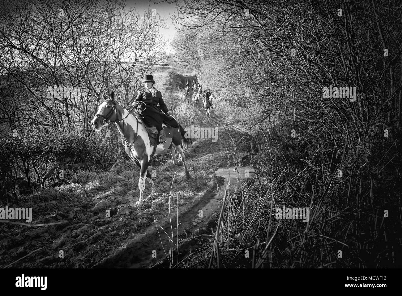 Welsh fox hounds hi-res stock photography and images - Alamy