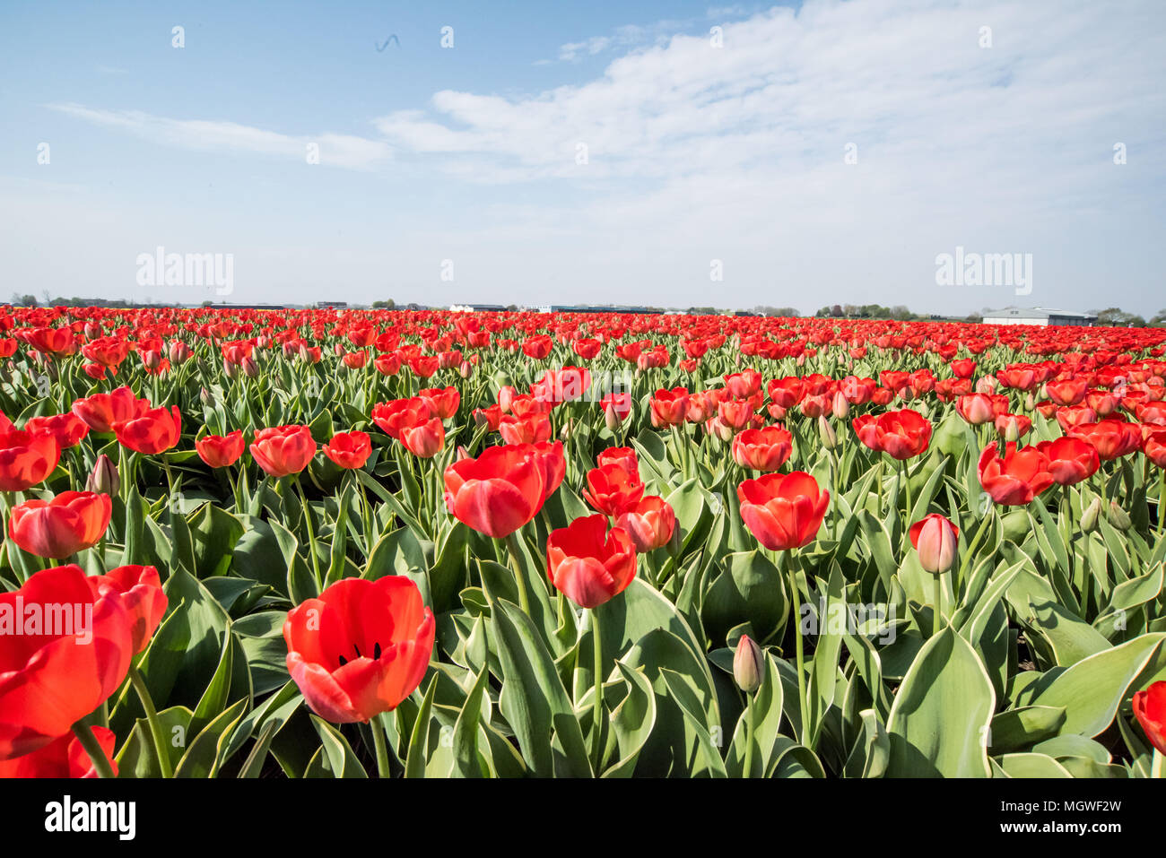 Red tulips close-up in a farm leading into blue skyline Stock Photo - Alamy