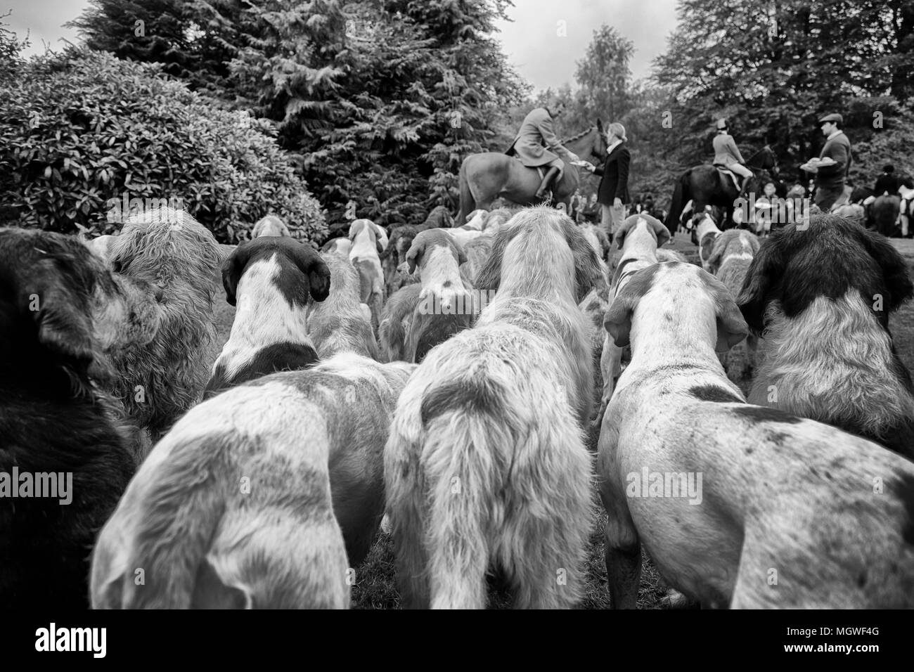 Welsh fox hounds Black and White Stock Photos & Images - Alamy