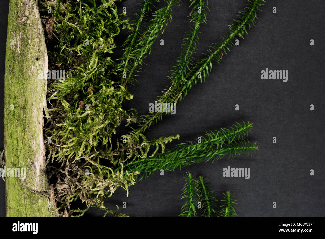Composition of moss growing from old tree branch and placed on black ...