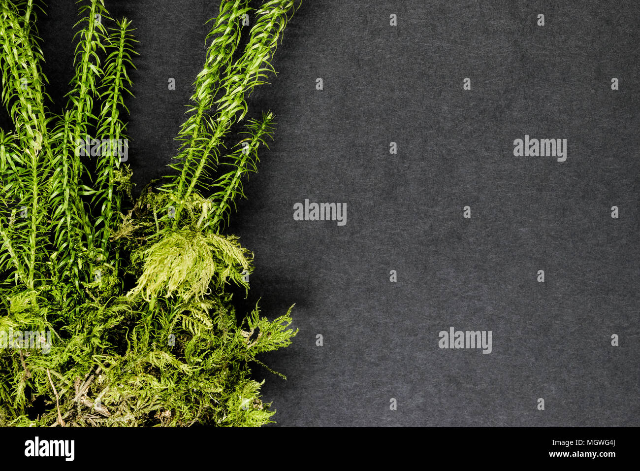 Little bunch of moss on black background surface with free space Stock ...