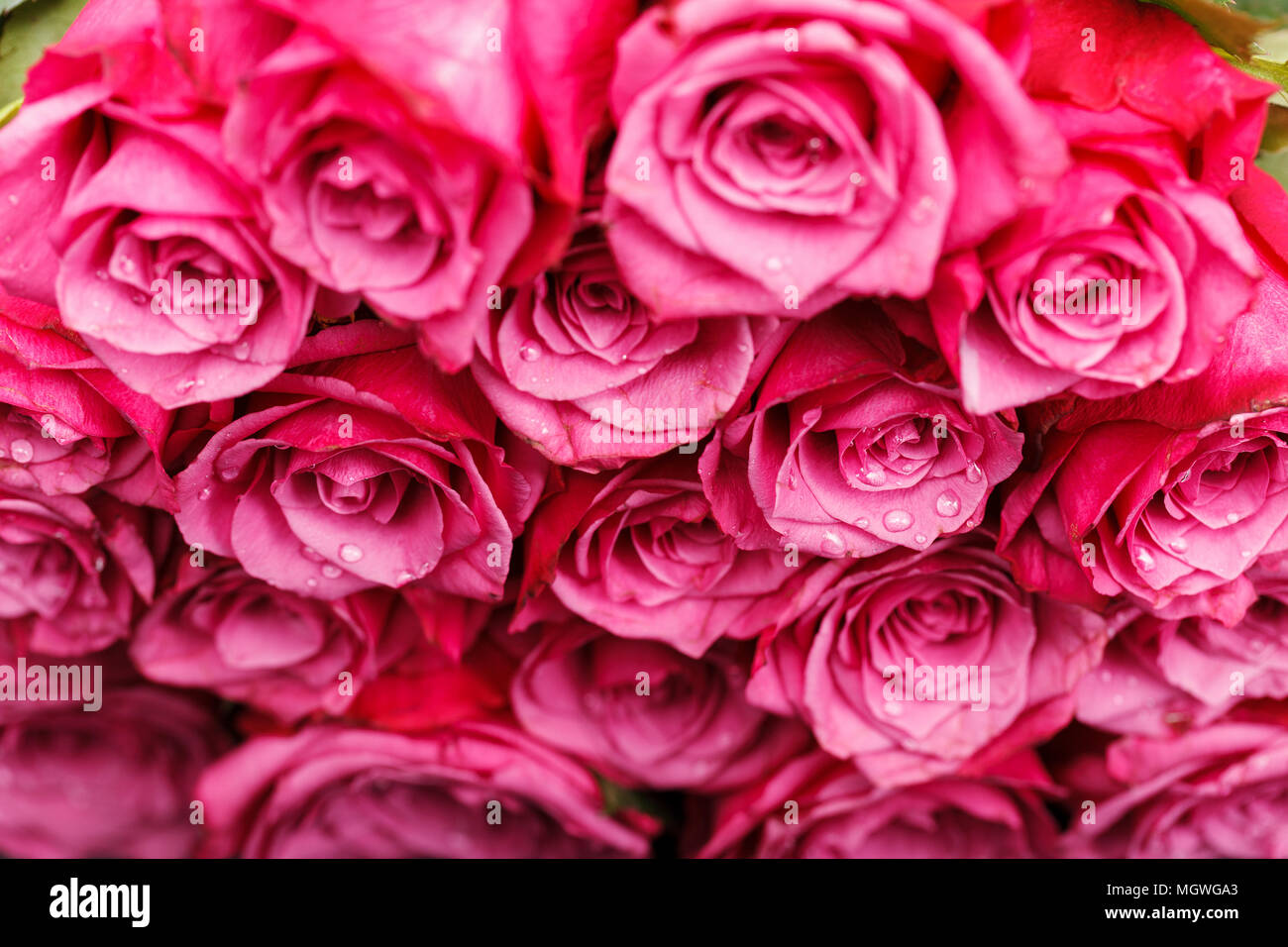 many fresh pink roses Stock Photo - Alamy