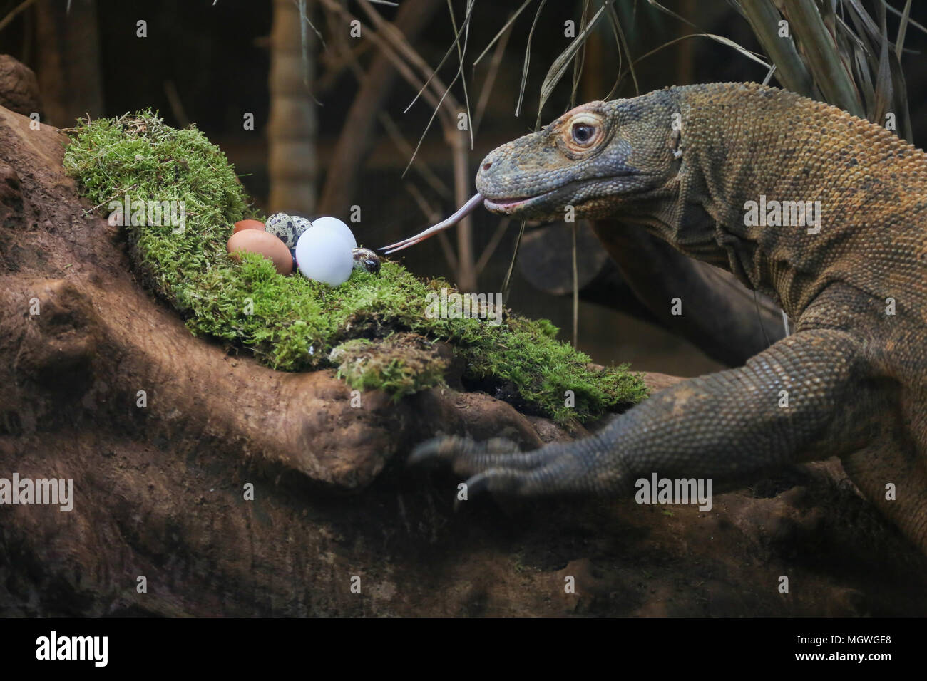 Komodo Dragon Egg