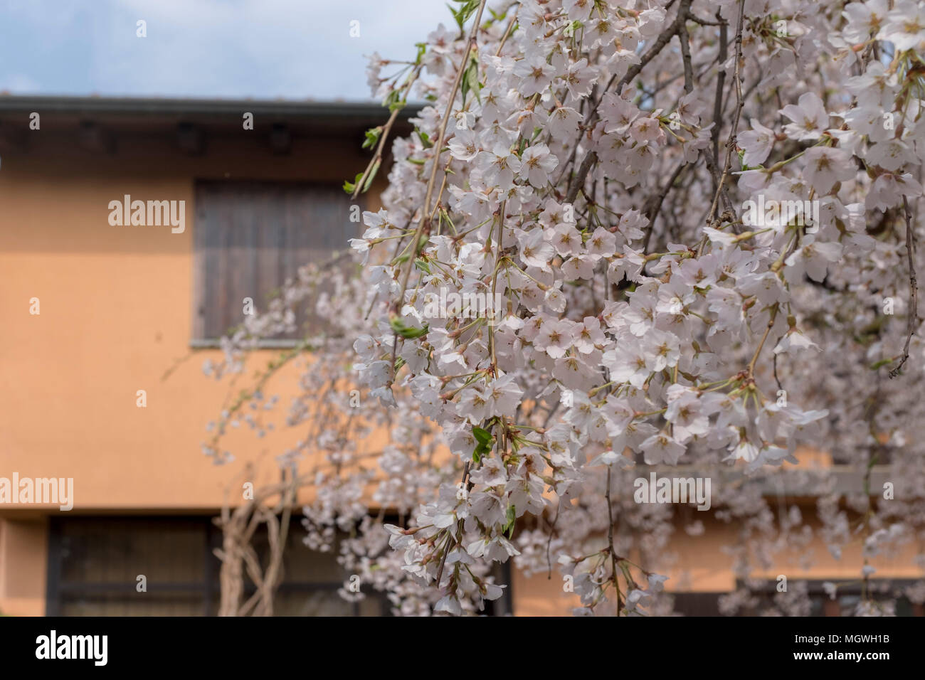 Cherry blossom in front house hi-res stock photography and images - Alamy